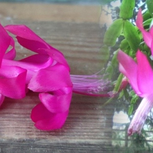 True Christmas Cactus - Etsy