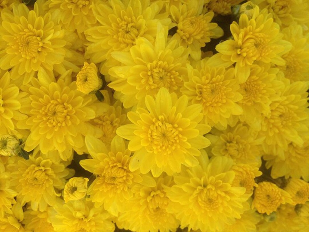 2 two FALL MUMS Starter Plants ... Your Choice of Colors or Mix and ...