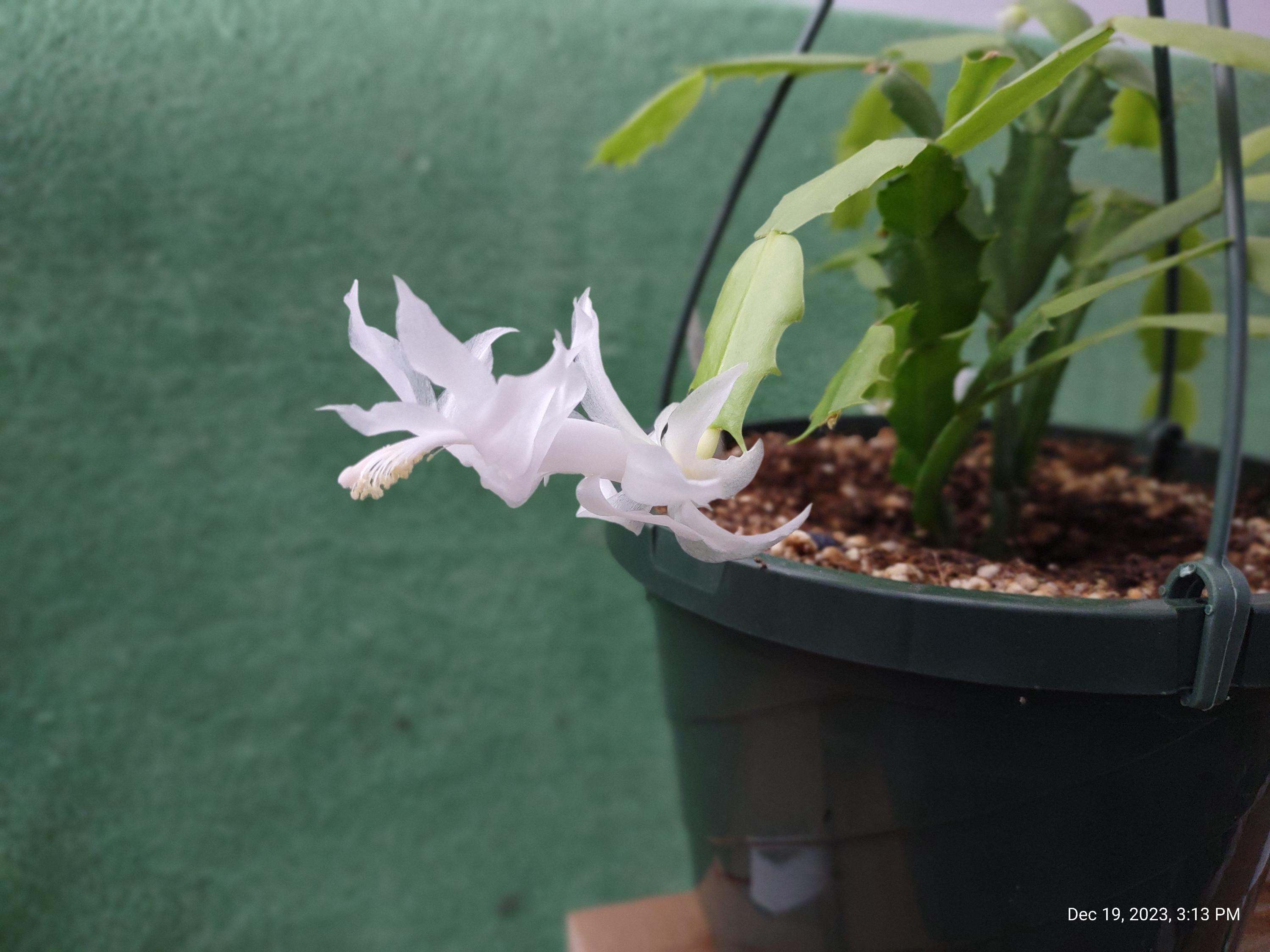 ANGEL DANCE Starter Plant or Unrooted Cuttings for Your Pot of a True ...