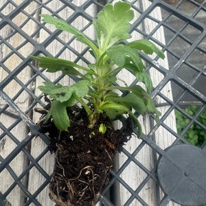 2 two FALL MUMS Starter Plants ... Your Choice of Colors or Mix and ...