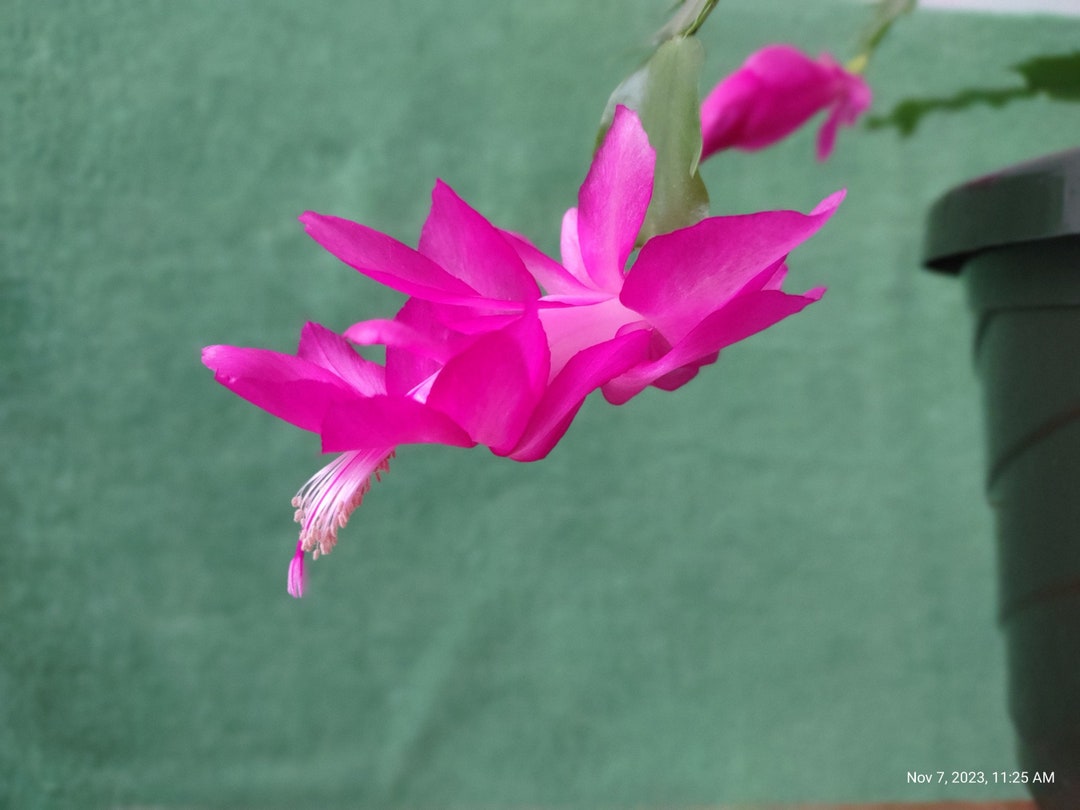 8 (eight) -- Schlumbergera Truncata PURPLE DANCER Unrooted, Freshly Cut ...