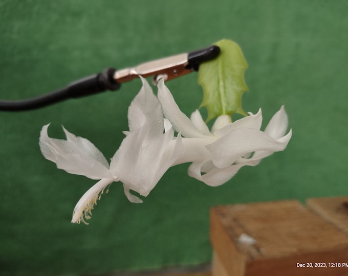 Limelight Dancer Thanksgiving Cactus - Etsy