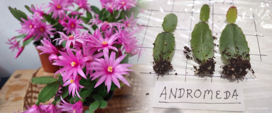 ANDROMEDA ... 3 Easter Cactus ROOTED Cuttings ... Schlumbergera ...