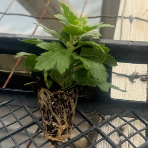 2 two FALL MUMS Starter Plants ... Your Choice of Colors or Mix and ...