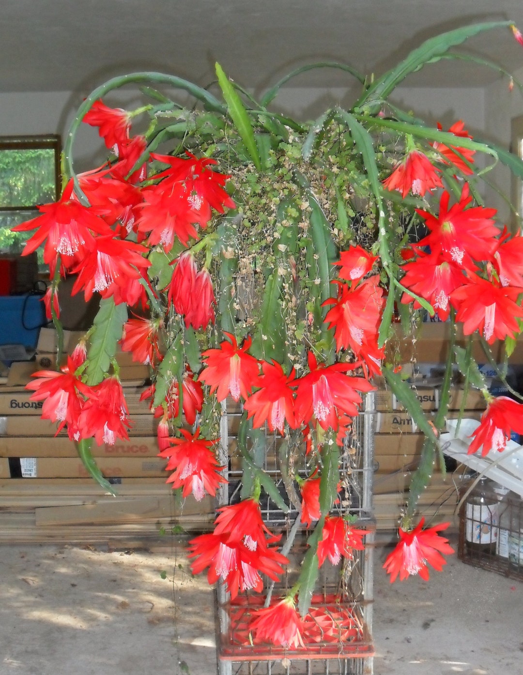 Red Orchid Cactus - Disocactus Ackermannii - 6 Fresh Cut Ready to Root ...