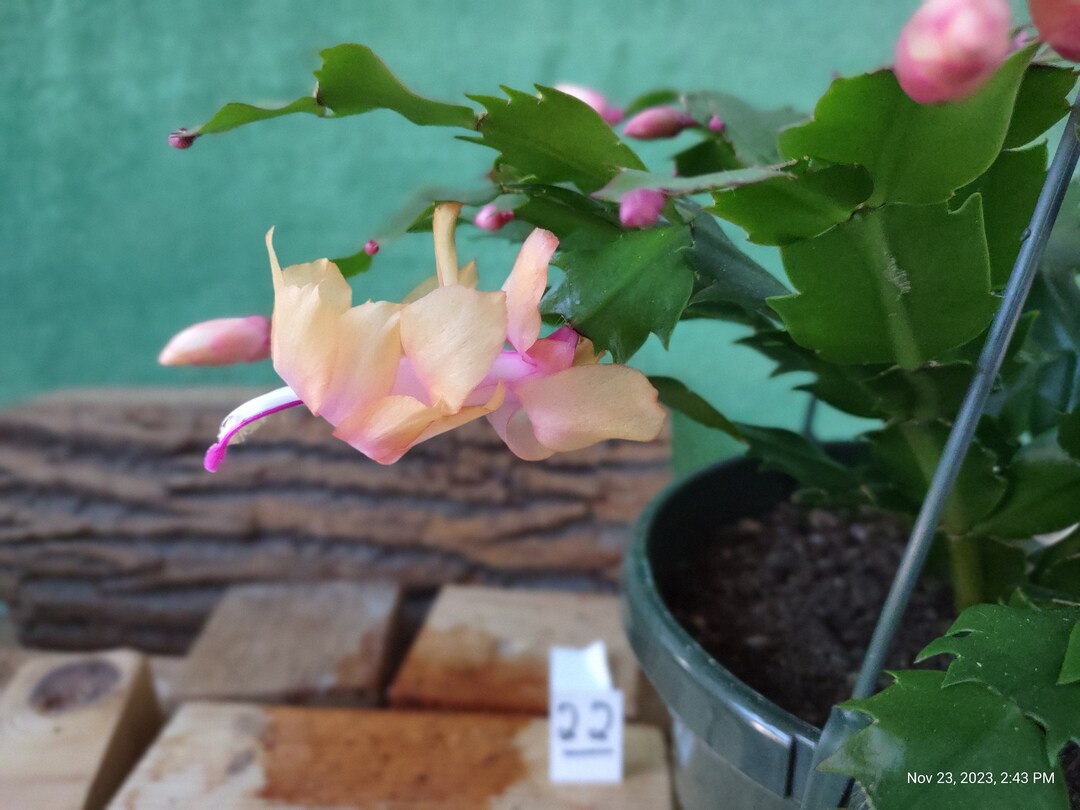 5 THOR SOPHIA ... Schlumbergera Truncata 'thor Sophia' Unrooted, Freshly Cut and Prepared to ...