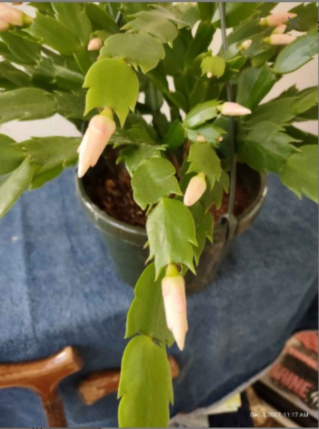 4 - EXP. #017 YELLOW ... Schlumbergera Truncata (a Noid) Unrooted, Freshly Cut and Prepared to ...
