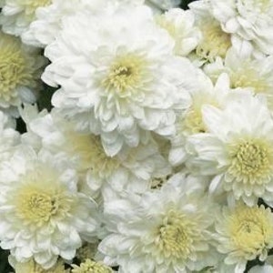 2 two FALL MUMS Starter Plants ... Your Choice of Colors or Mix and ...