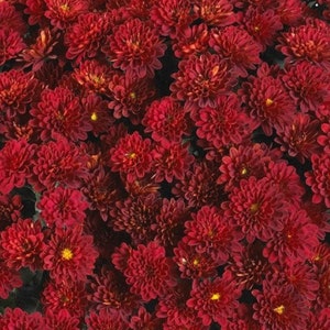 2 two FALL MUMS Starter Plants ... Your Choice of Colors or Mix and ...