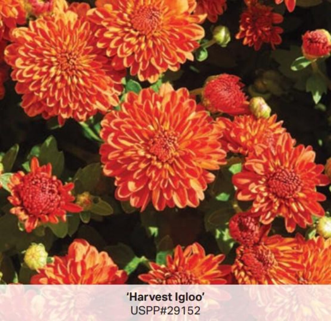 Chrysanthums Cold Hardy IGLOO Mum Starter Plants 6 of Your Color Choice ...