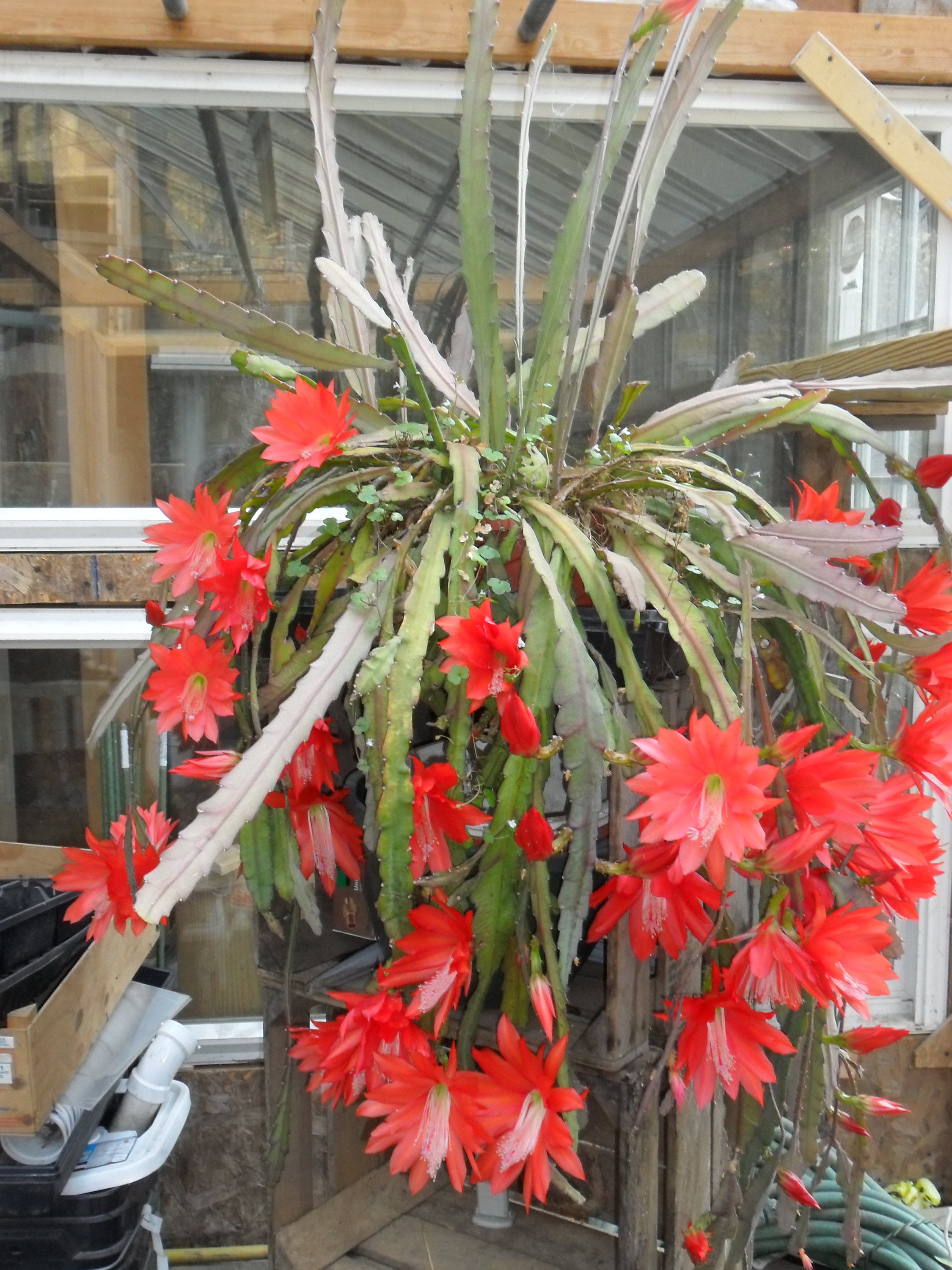 Red Orchid Cactus - Disocactus Ackermannii - 3 -- Fresh Cut Ready to ...