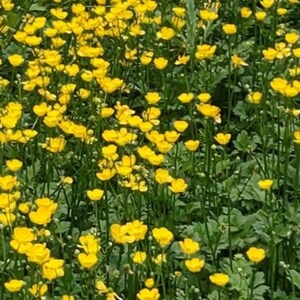 Native BUTTERCUP PLANTS for Naturalizing and Container Growing ...