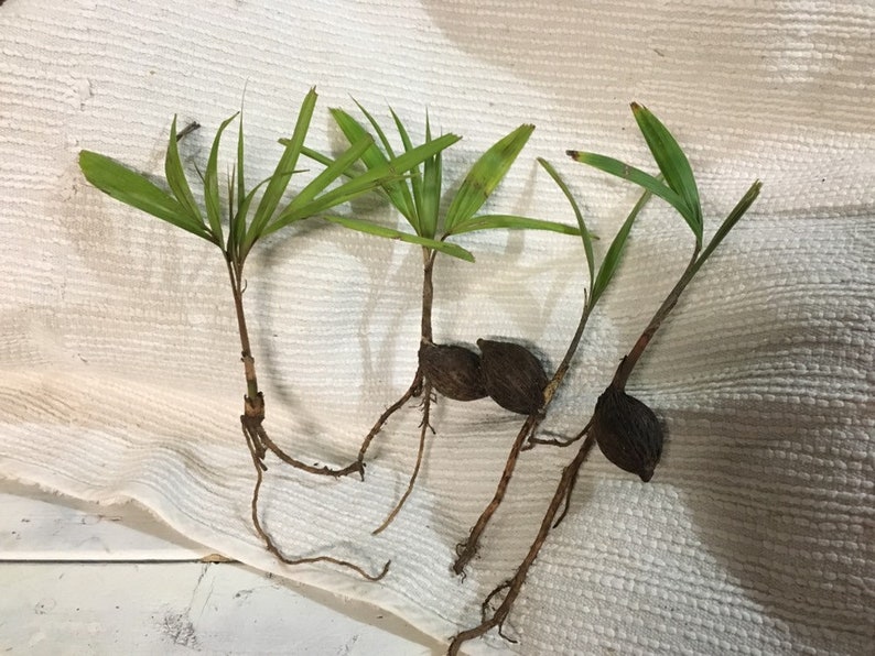 FoxTail Palm Sprouts/Seedlings 6for 38.95 free shipping | Etsy
