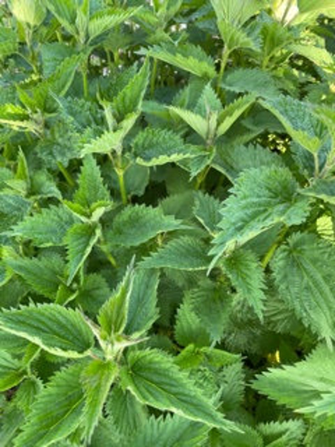 Nettle Dry Leaf, Stinging Nettle, Urtica Dioica, Medicinal Herb, Anti ...