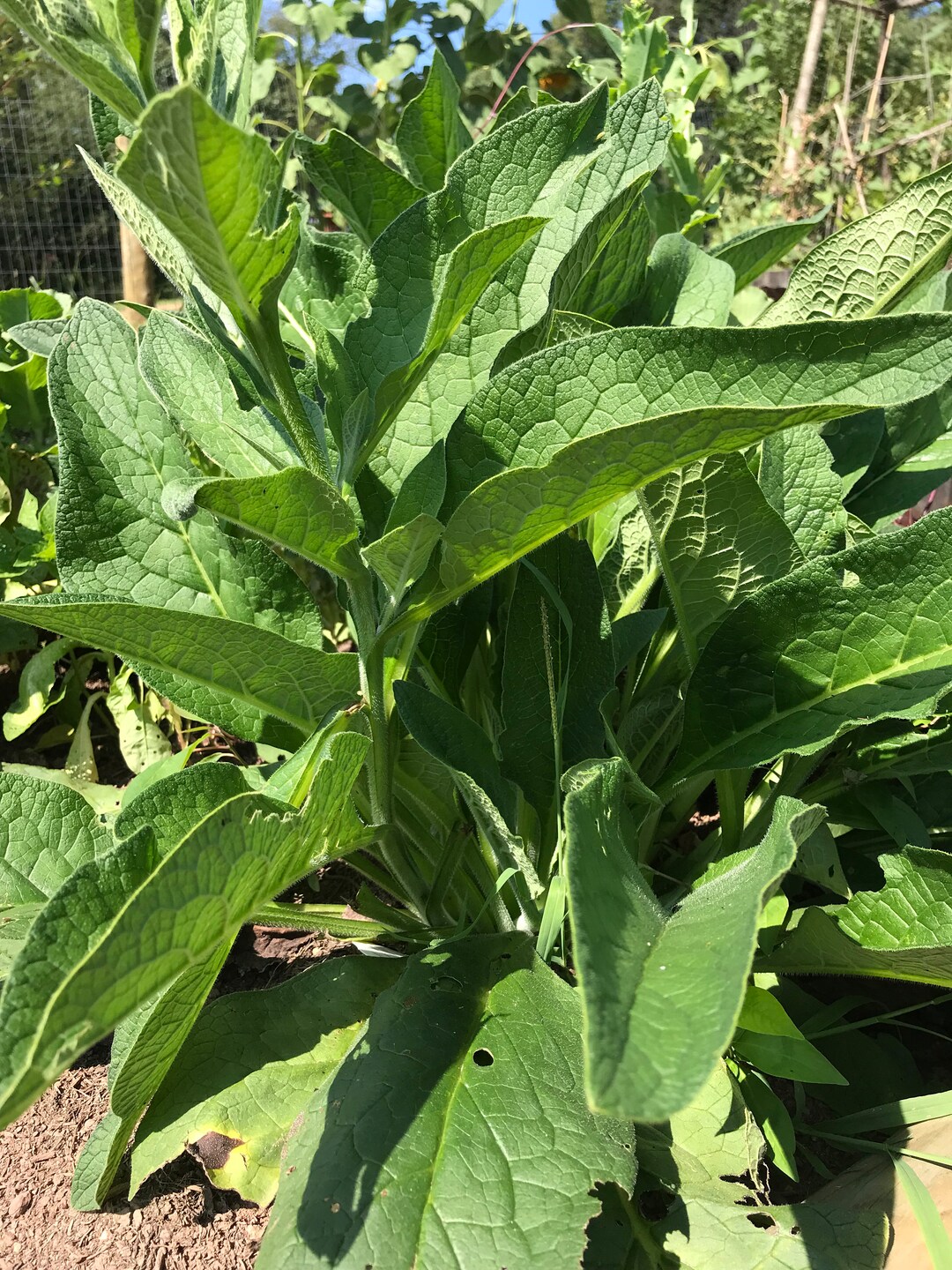 True Comfrey Crown Cuttings. (symphytum Officinale) Quality Roots ...