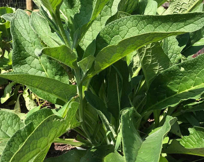 True Comfrey Crown Cuttings. (symphytum Officinale) Quality Roots ...