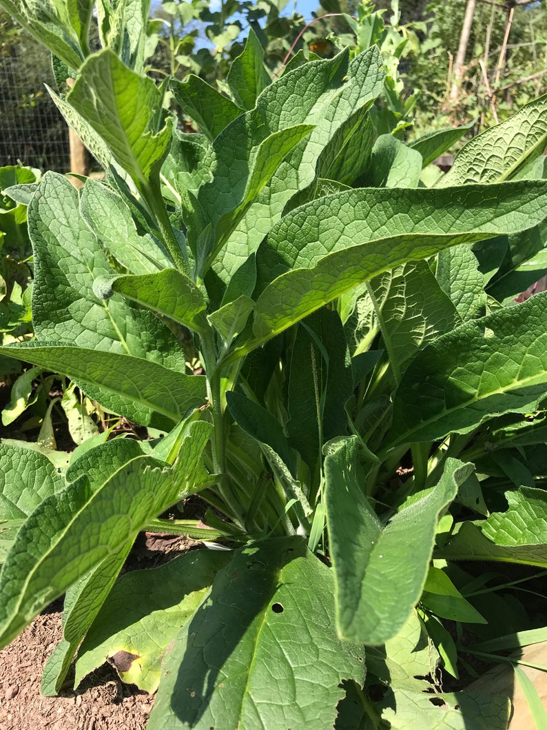 True Comfrey Crown Cuttings. (symphytum Officinale) Quality Roots ...