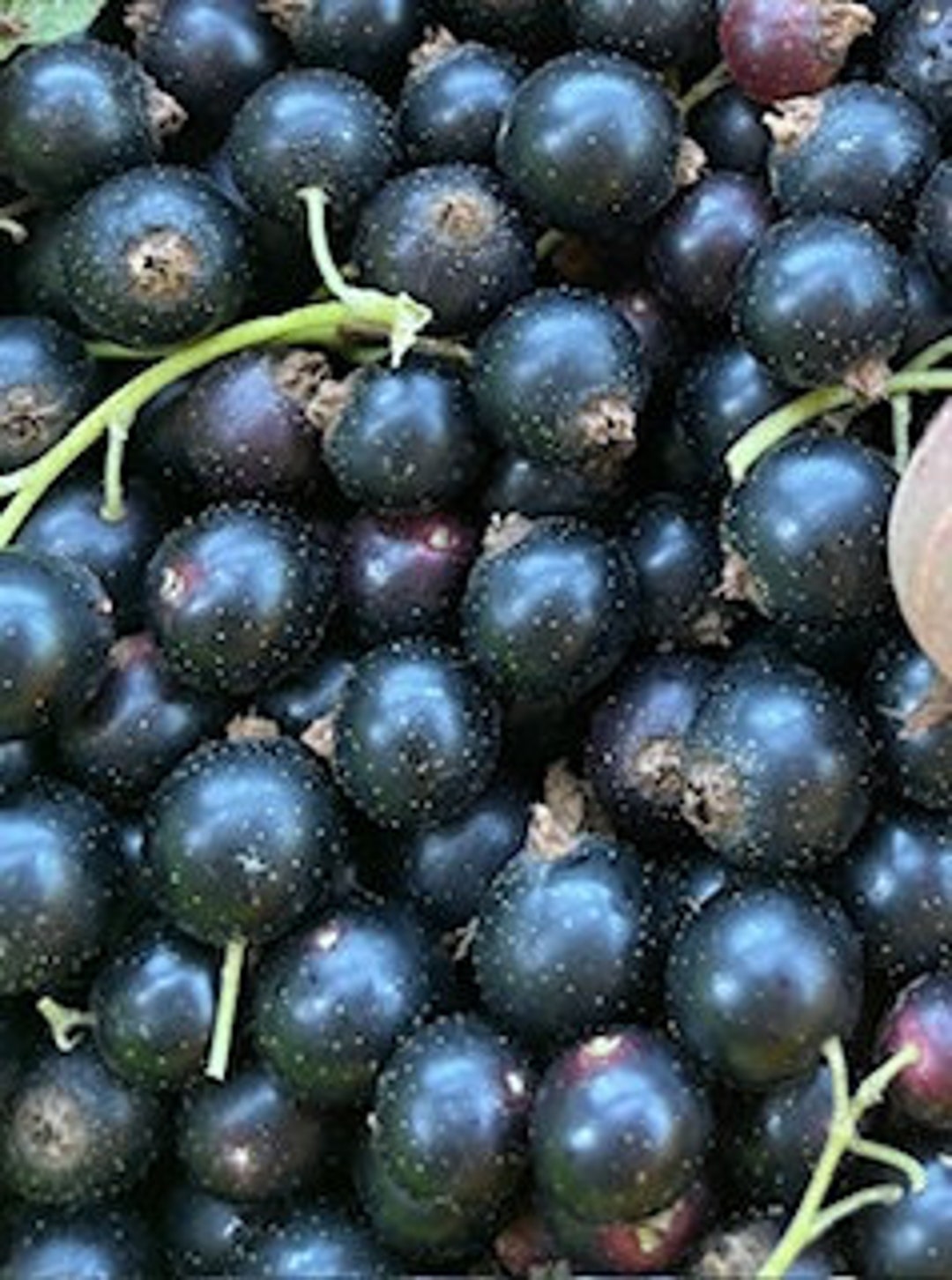 Consort Black Currant Plant (ribes Nigrum); 1 Yo Small Plant; Hardy ...