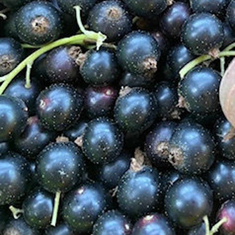Black Currant - Etsy