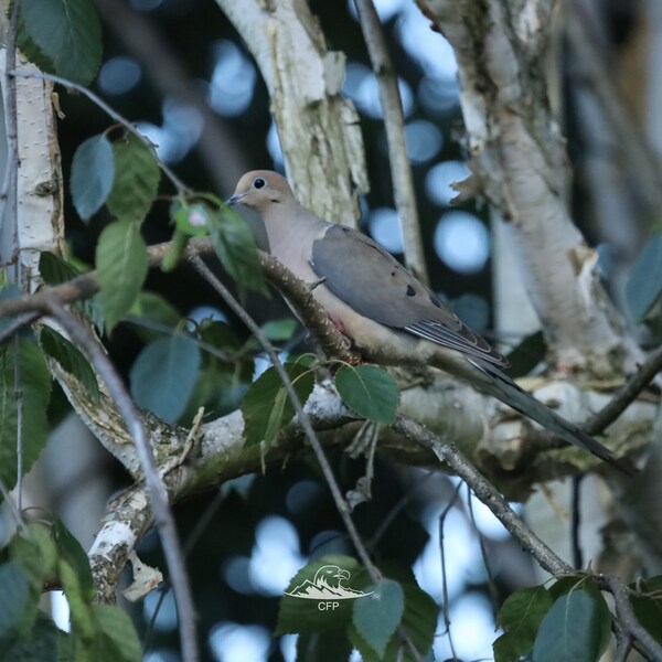 Mourning Dove - Etsy