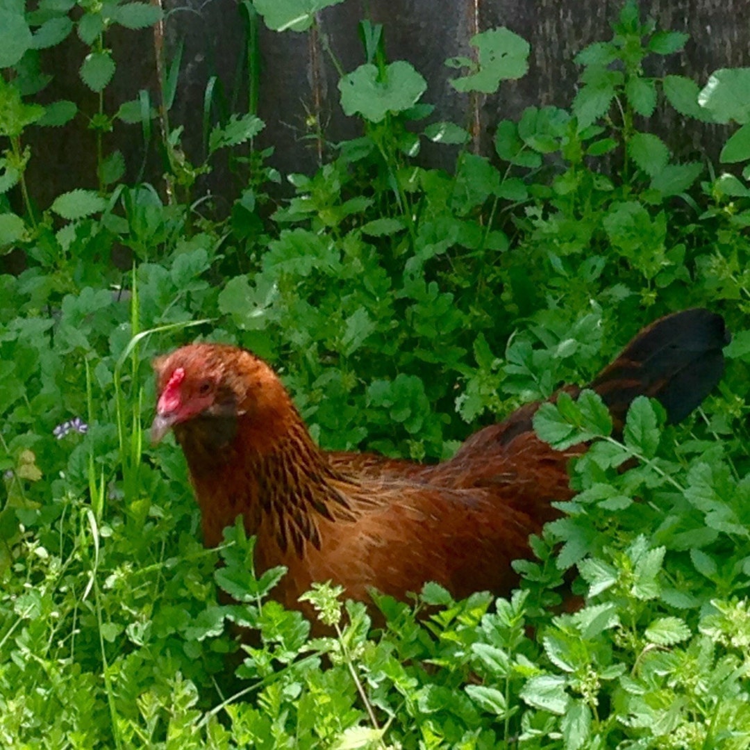 Primo Chicken “grass” Non GMO - Etsy
