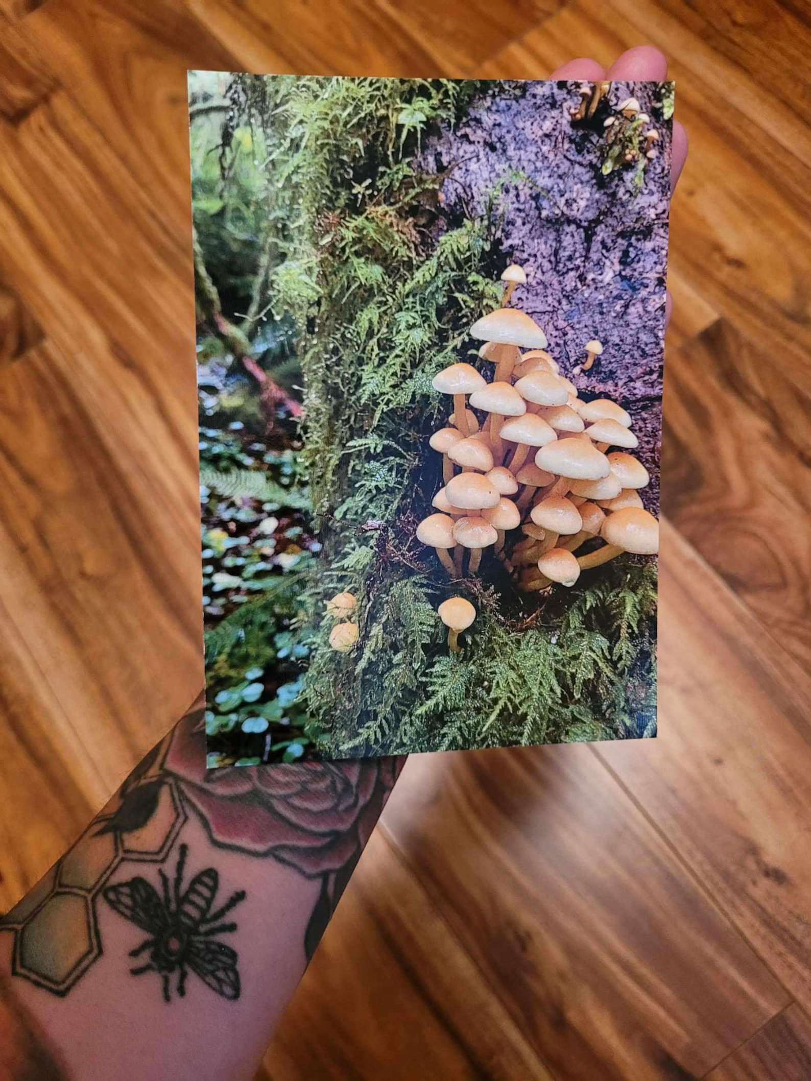 Mushroom Post Cards - Etsy