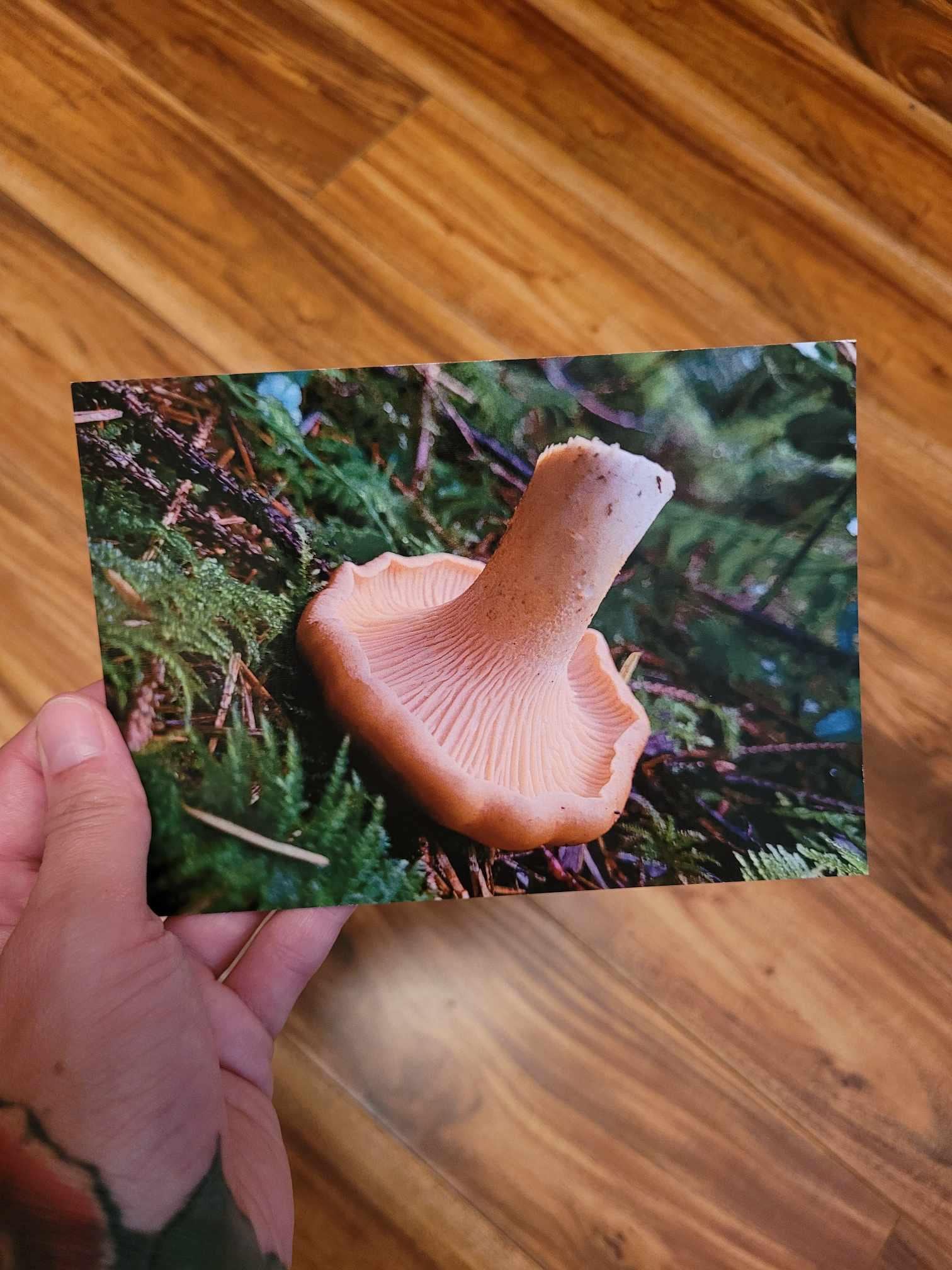 Mushroom Post Cards - Etsy