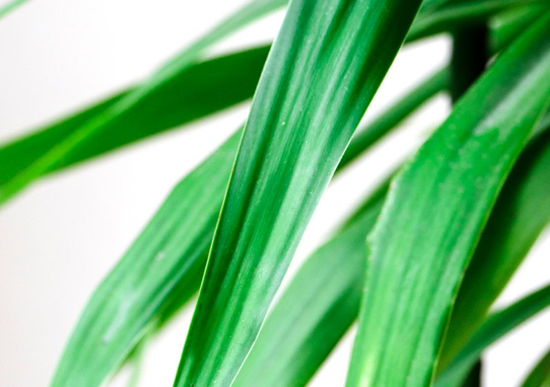 Printable Green Plant Leaves Wall Art Print, Green Leaf Print Art, Wall ...