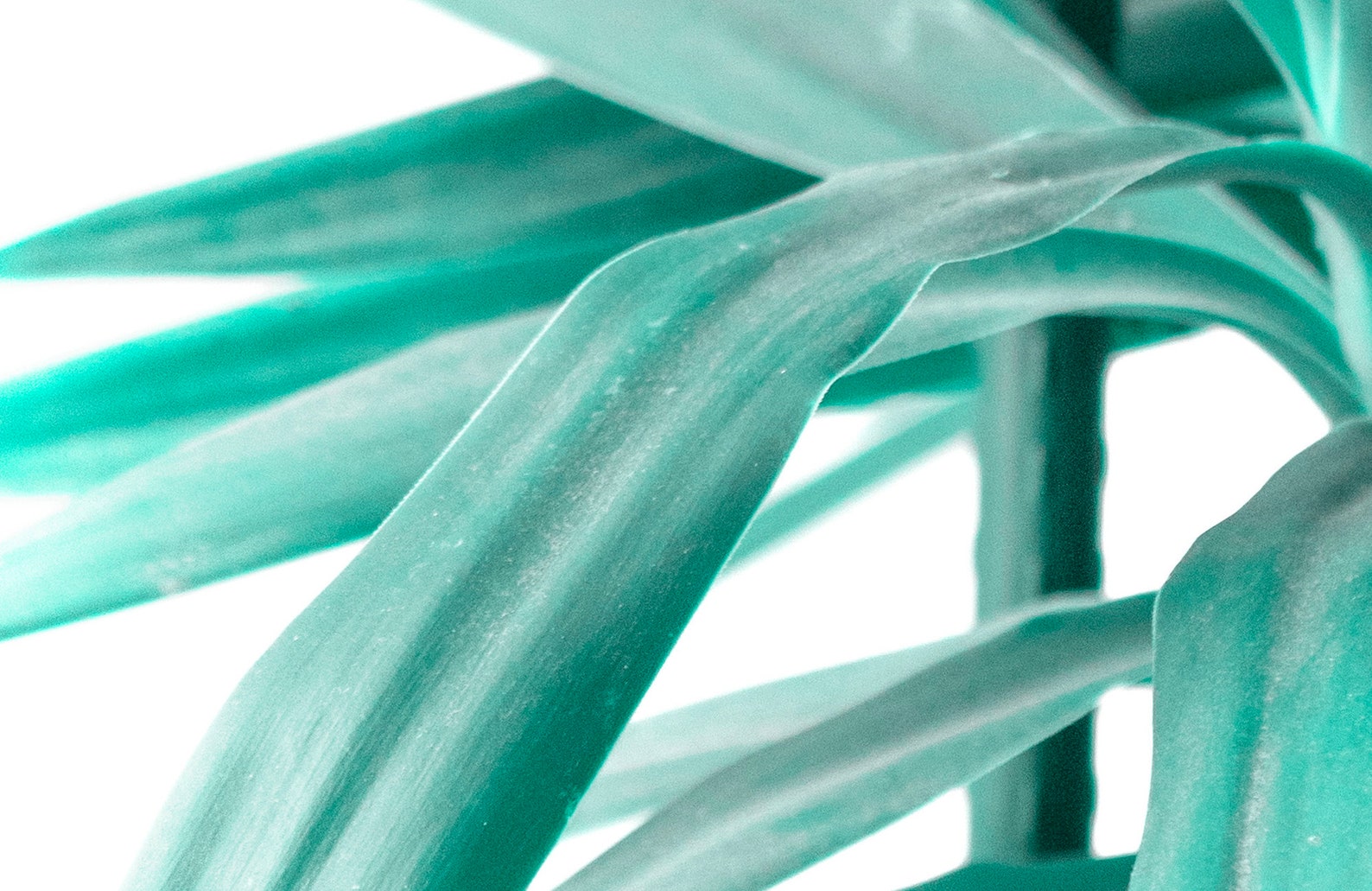 Printable Turquoise Green Plant Leaves Wall Art Print Green - Etsy