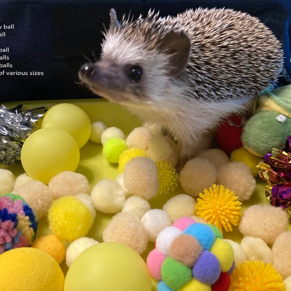 Small Animal Dig Box - Etsy