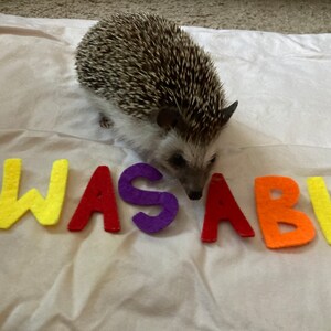 Hedgehog Dig Box and Filler - Variety of Colors - Forage Box, Ping Pong ...