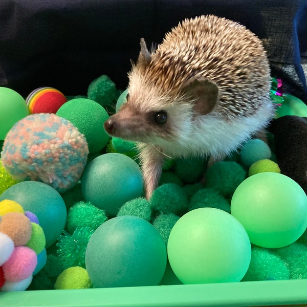 Hedgehog - Etsy