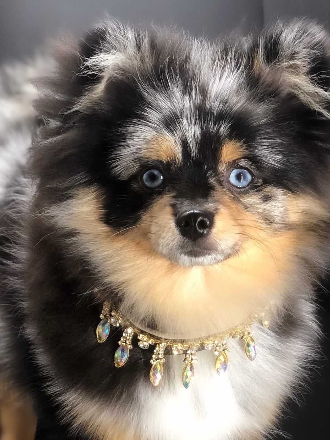 Rhinestone Leather Collar for Cats and Dogs, Gift for Her - Etsy