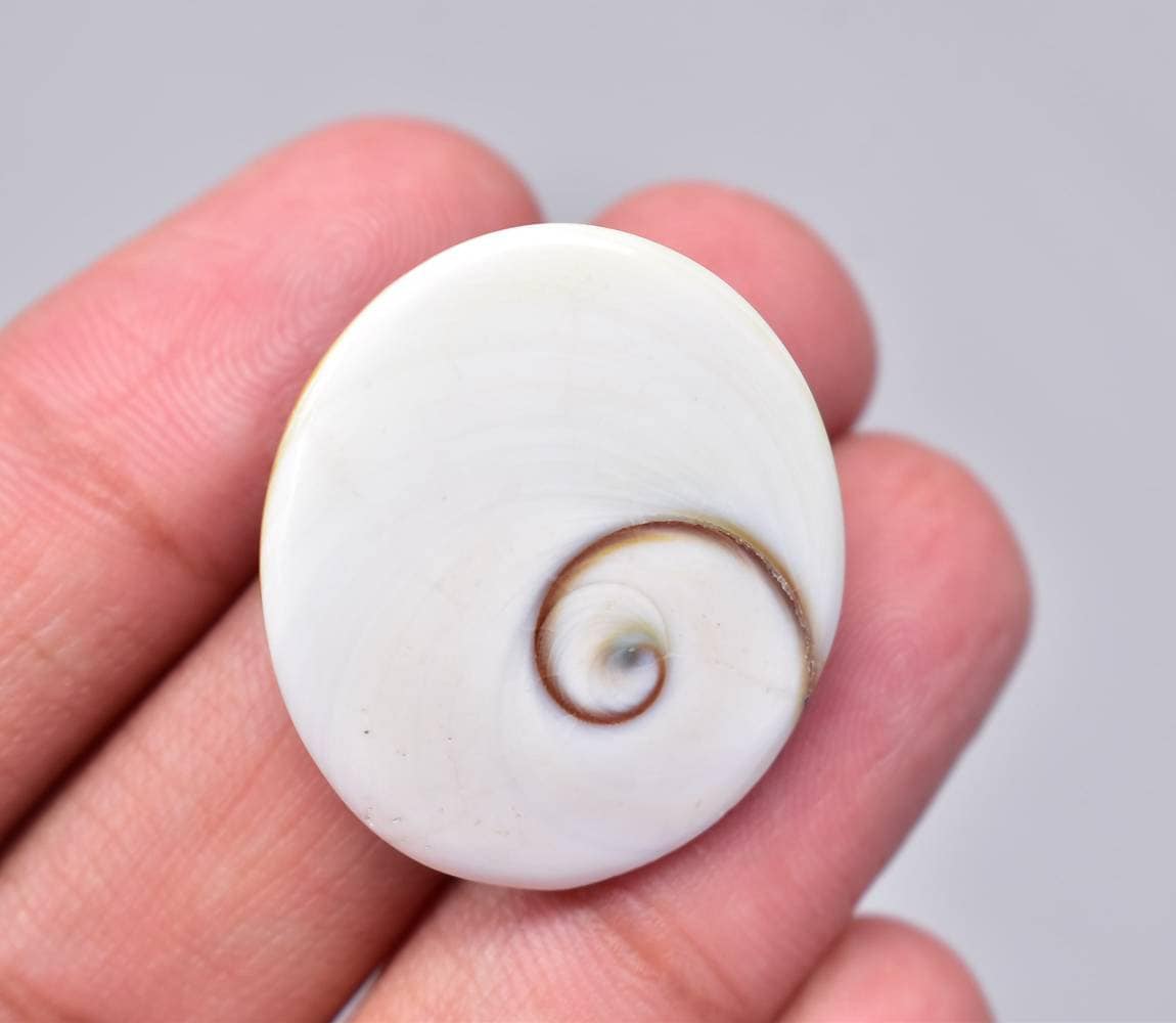 Help me identify these small shells we found in a Kaua'i beach : r/shells