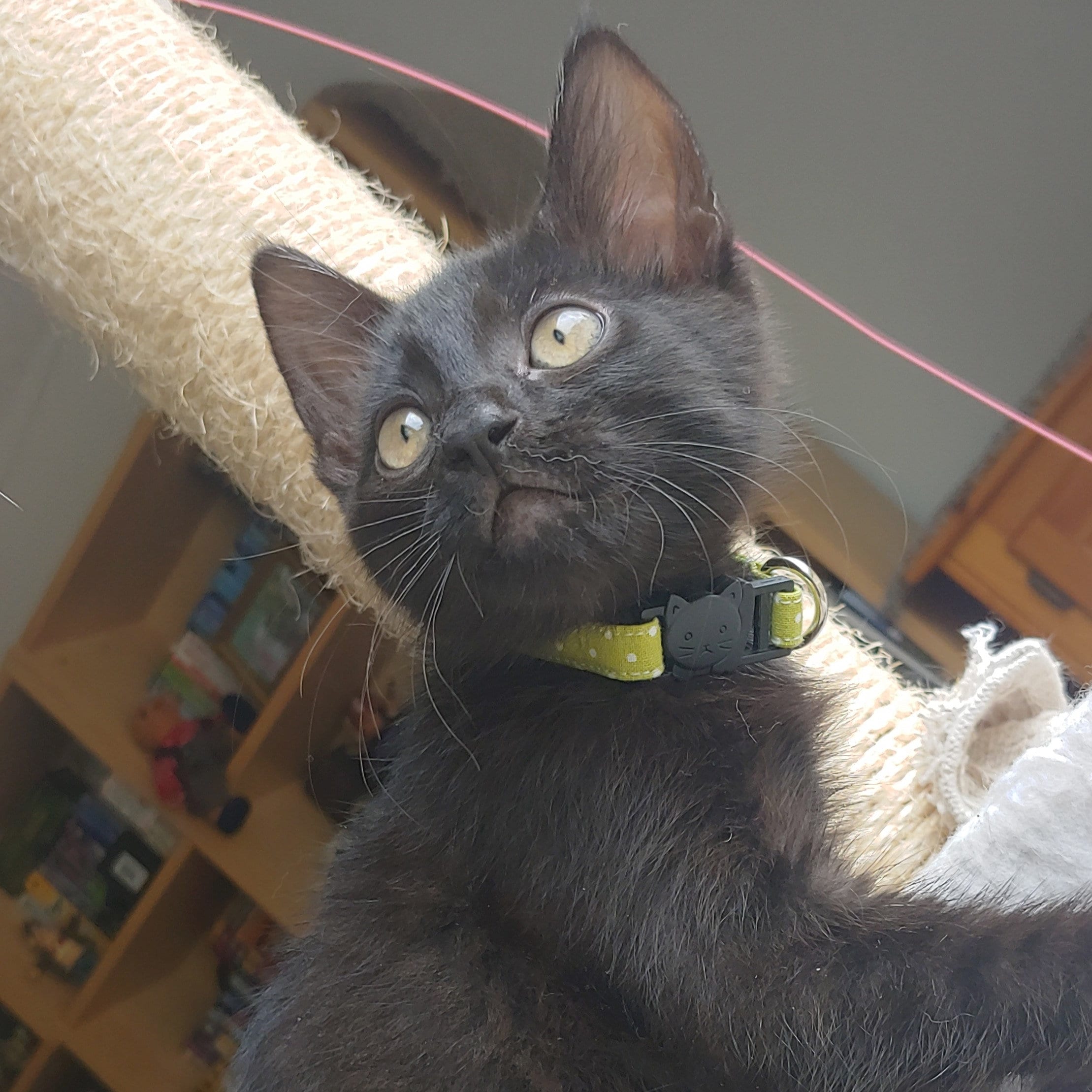 Cat Collar, Adjustable, Breakaway, Adult & Kitten Sizes - Etsy