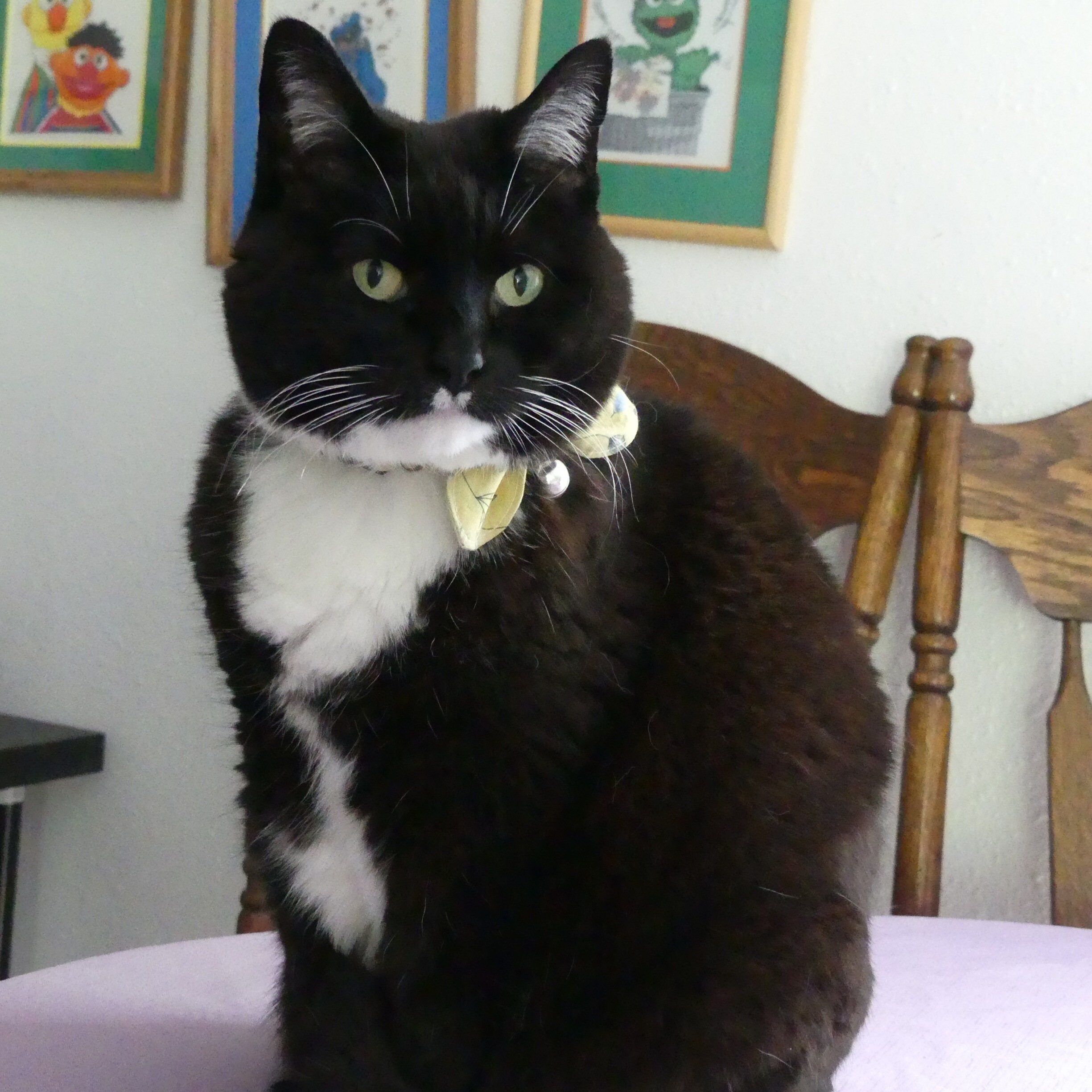 Cat Collar, Adjustable, Breakaway, Adult & Kitten Sizes - Etsy