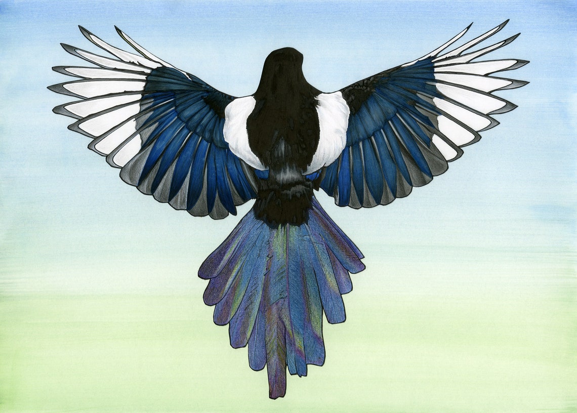 Magpie 1 Illustration Print | Etsy