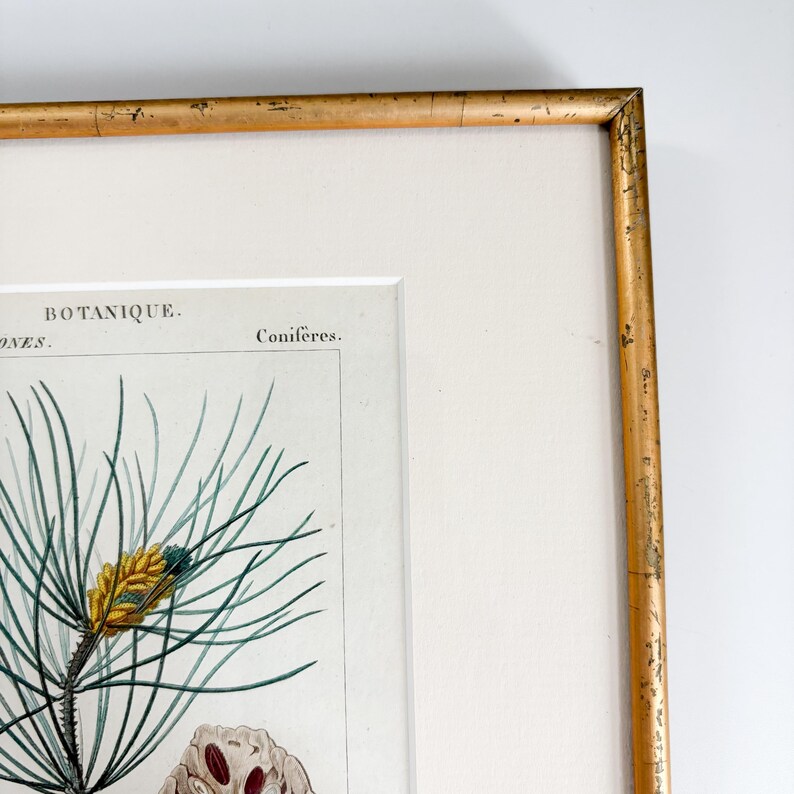Antique "conifères" Framed Botanical Etched Illustration, 1800's French ...