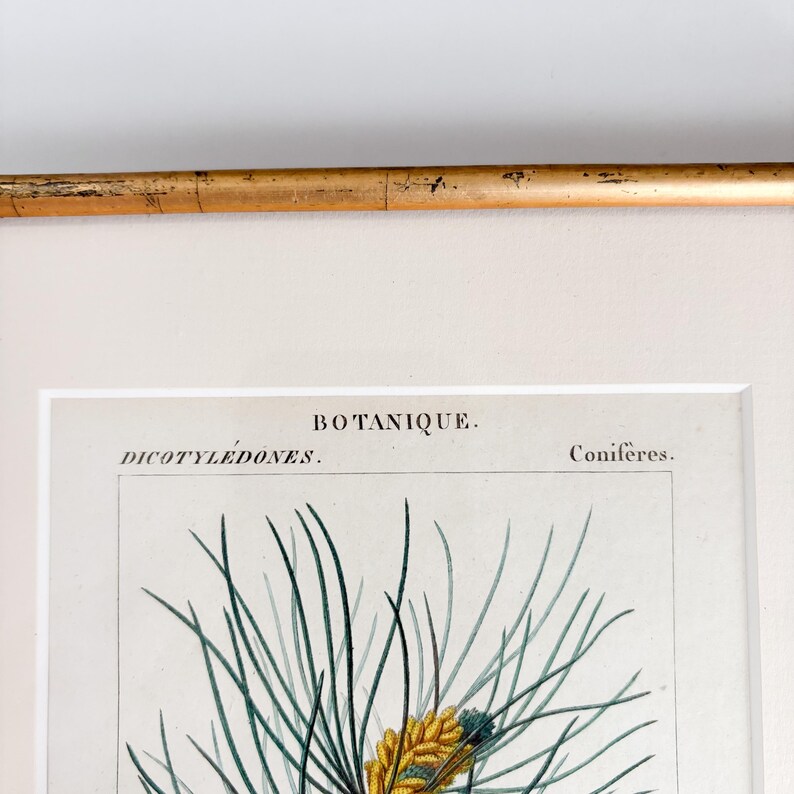 Antique "conifères" Framed Botanical Etched Illustration, 1800's French ...