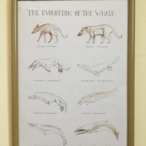 The Evolution of the Whale Print - Etsy