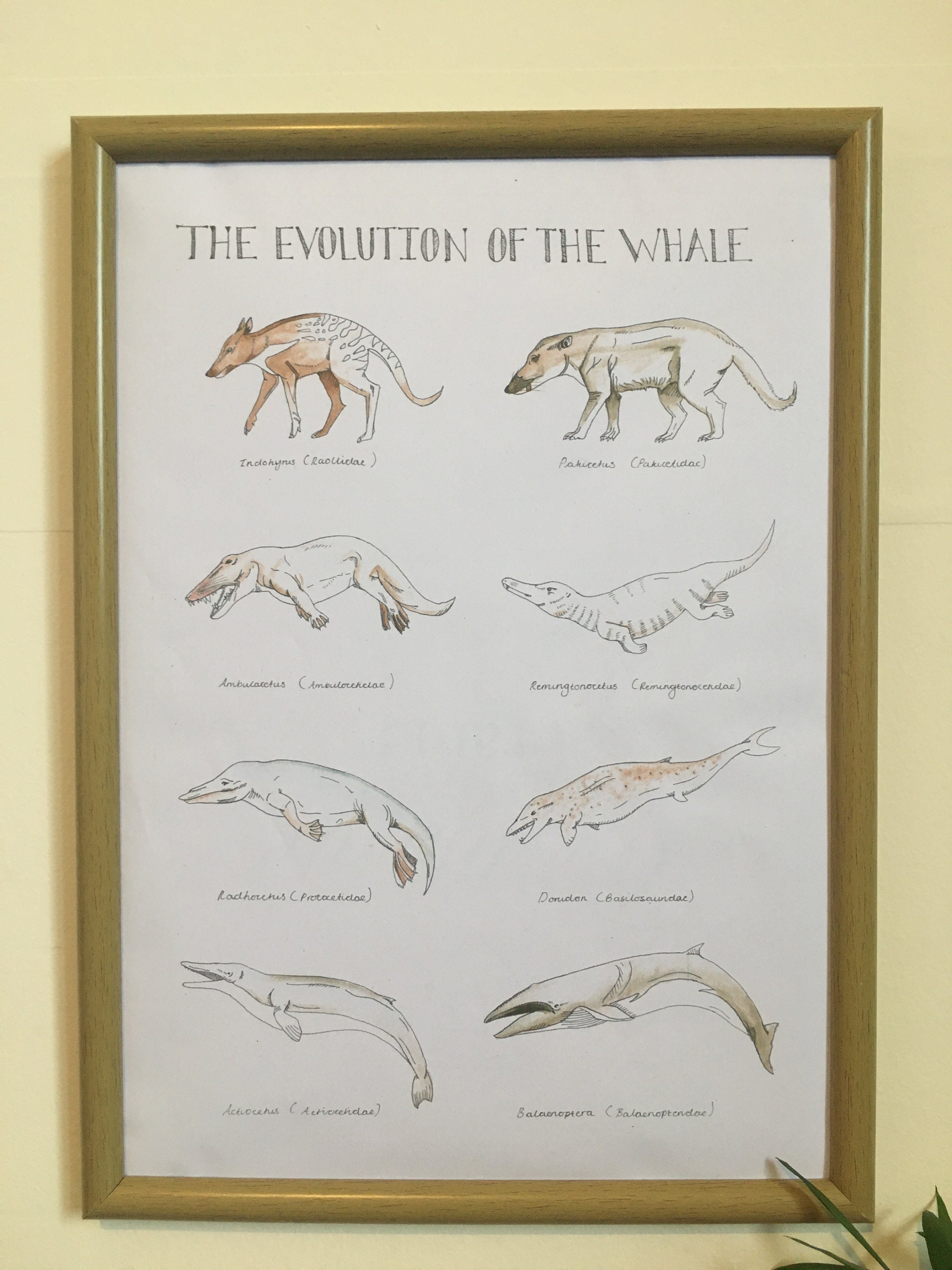 The Evolution of the Whale Print - Etsy