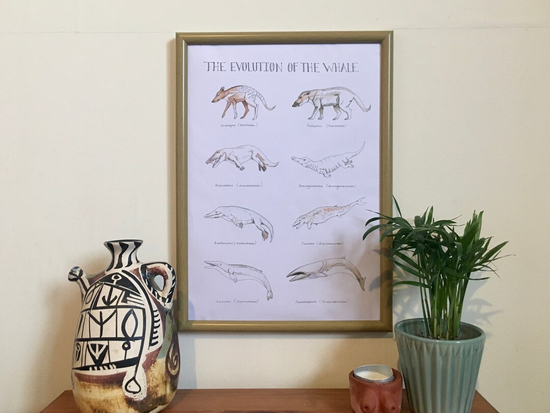 The Evolution of the Whale Print - Etsy