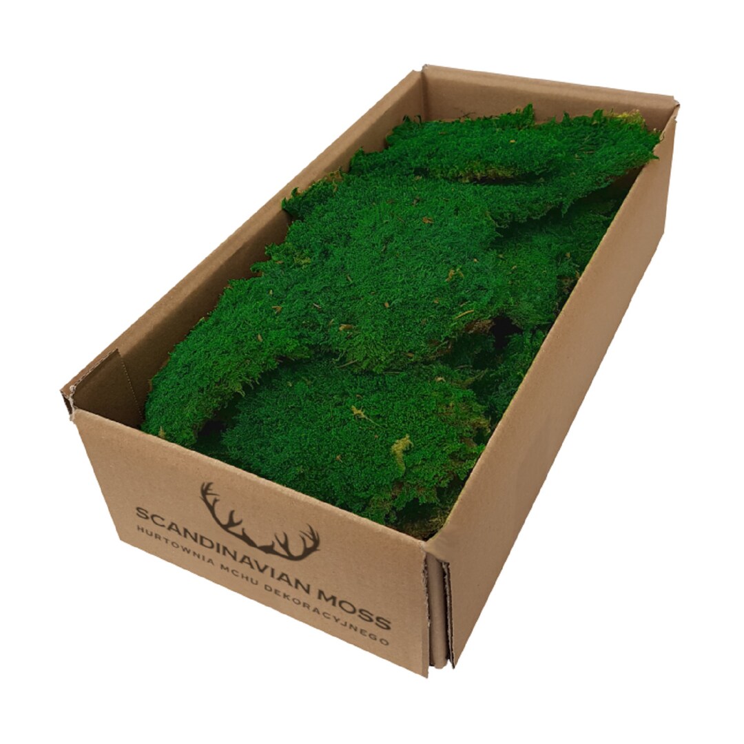 Moss Wall Forest Moss Prepared for Crib 500g - Etsy