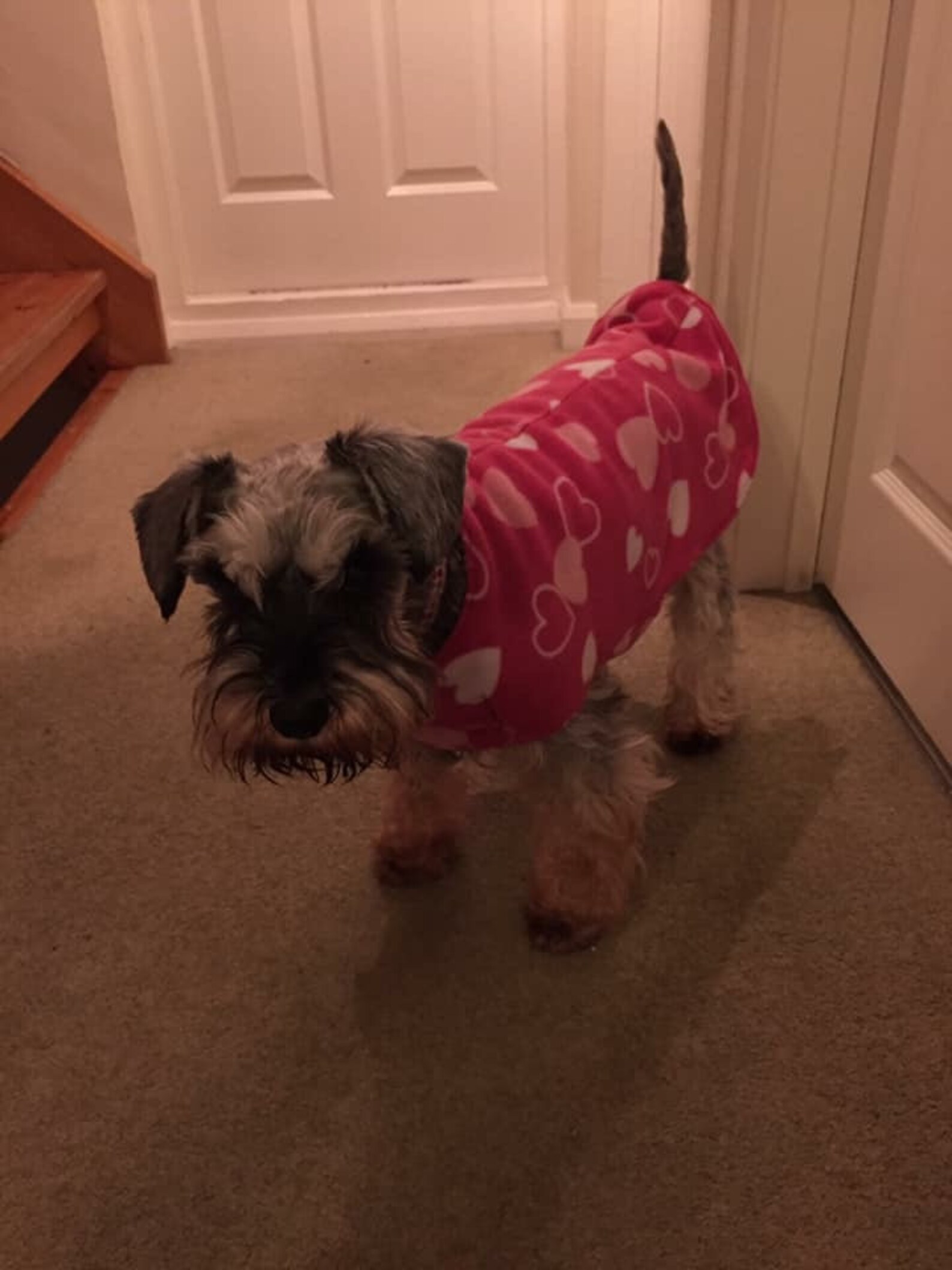 Dog Coat Tiger Print for All Size Dogs, Fleece Dog Coat, Brown Dog ...