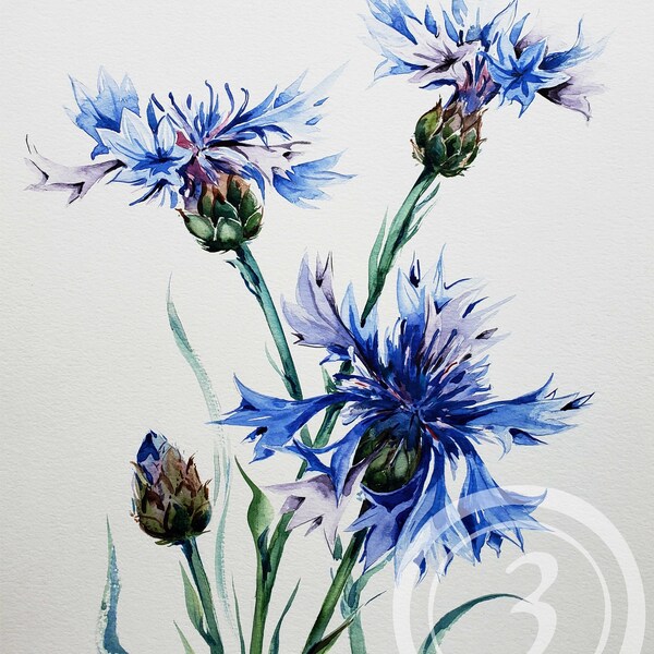 Watercolor Paintings Cornflower - Etsy