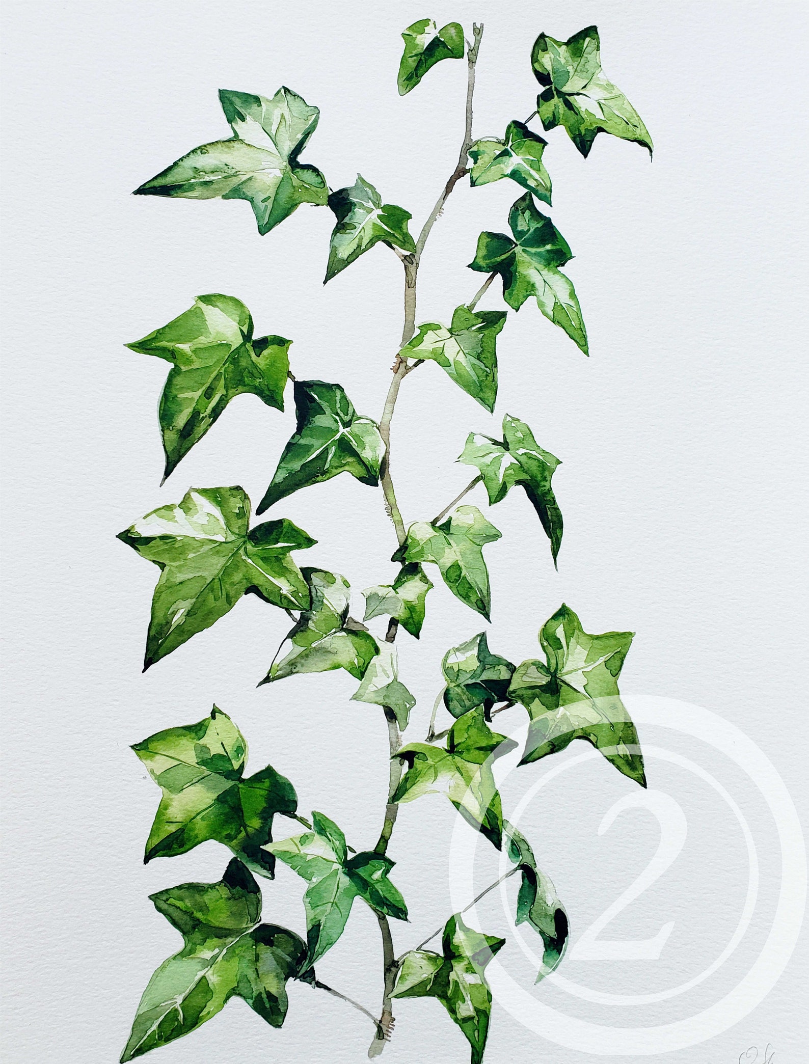 Ivy Branch Original Watercolor Painting Handmade - Etsy