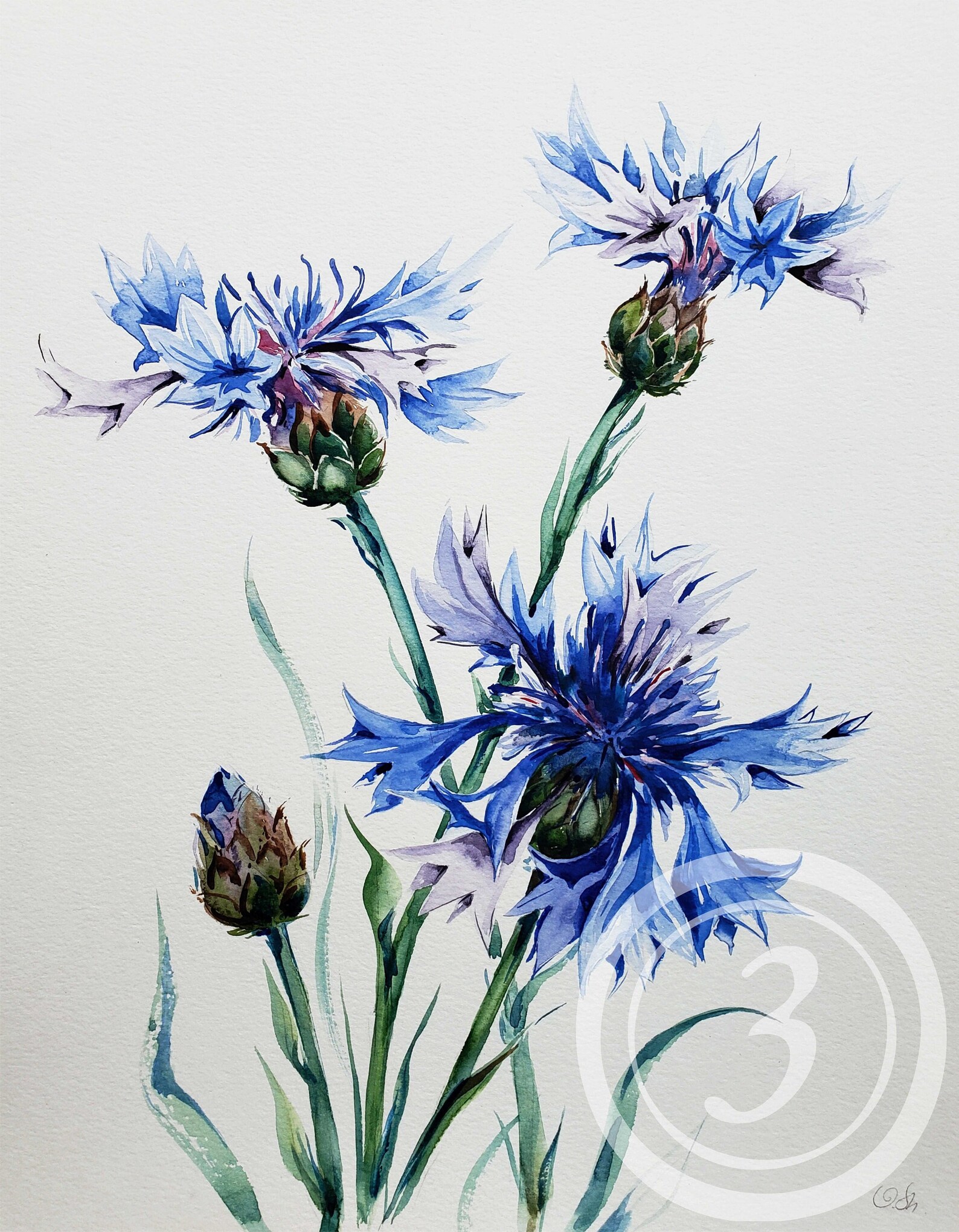Cornflowers Original Watercolor Paintings Handmade - Etsy