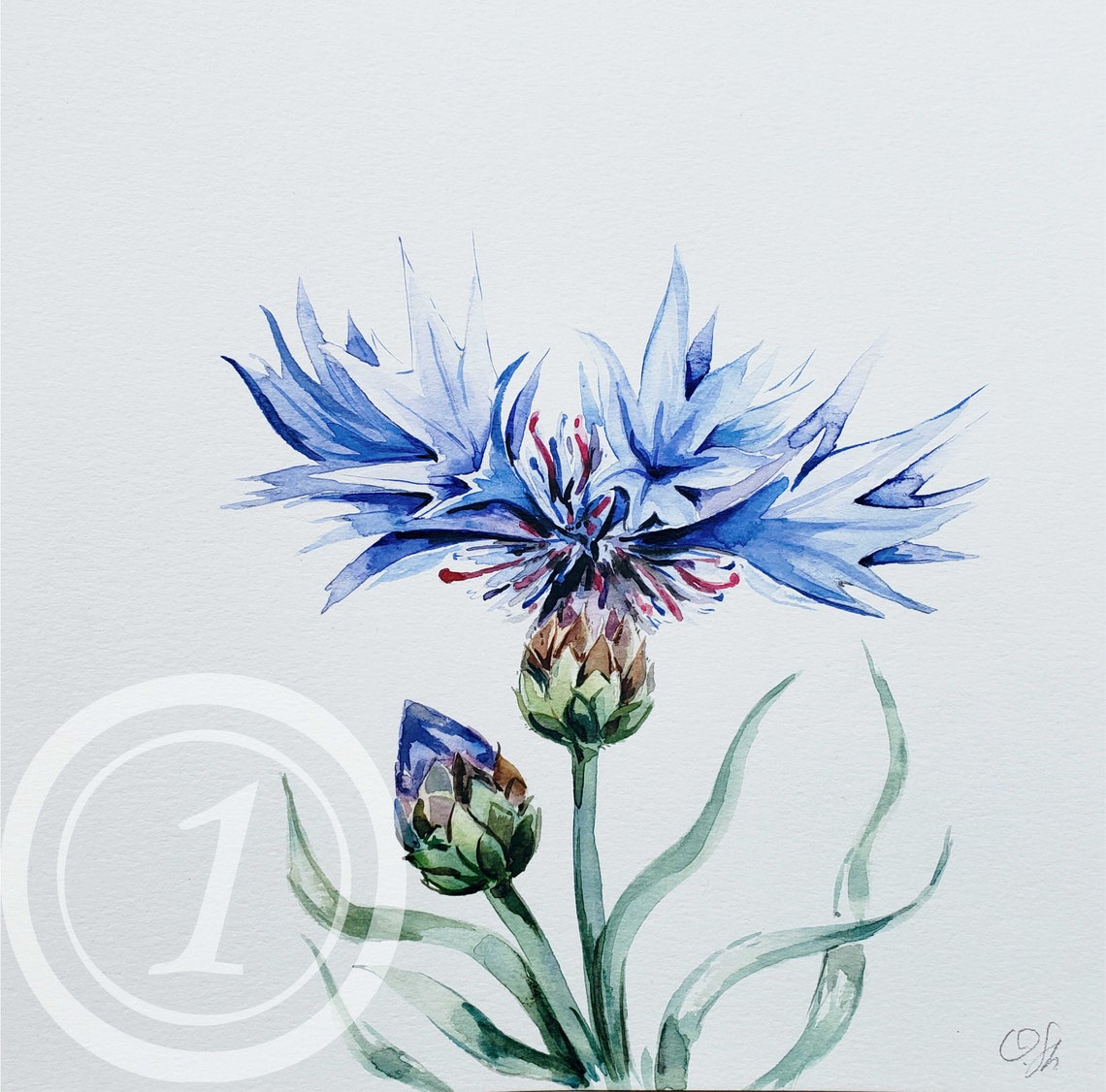Cornflowers Original Watercolor Paintings Handmade - Etsy