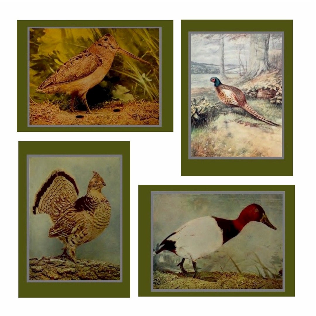 Vintage Game Bird & Game Fish Prints - Etsy