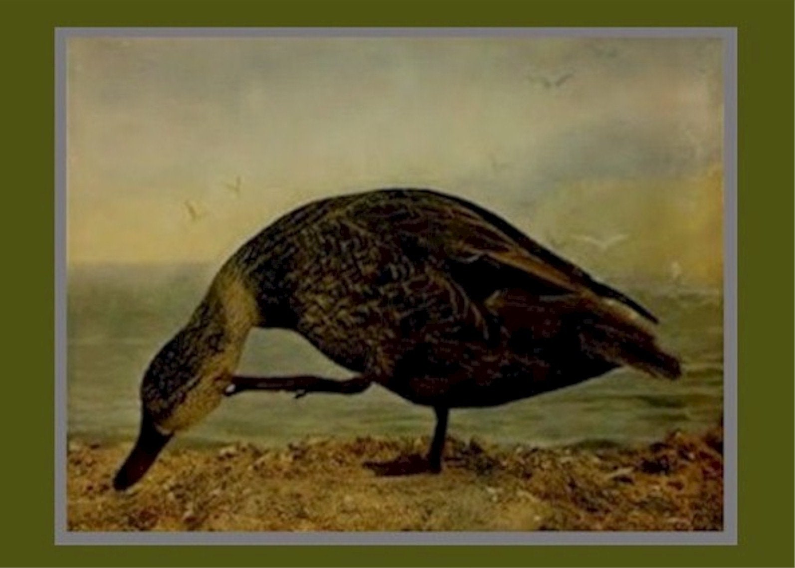 Vintage Game Bird & Game Fish Prints - Etsy